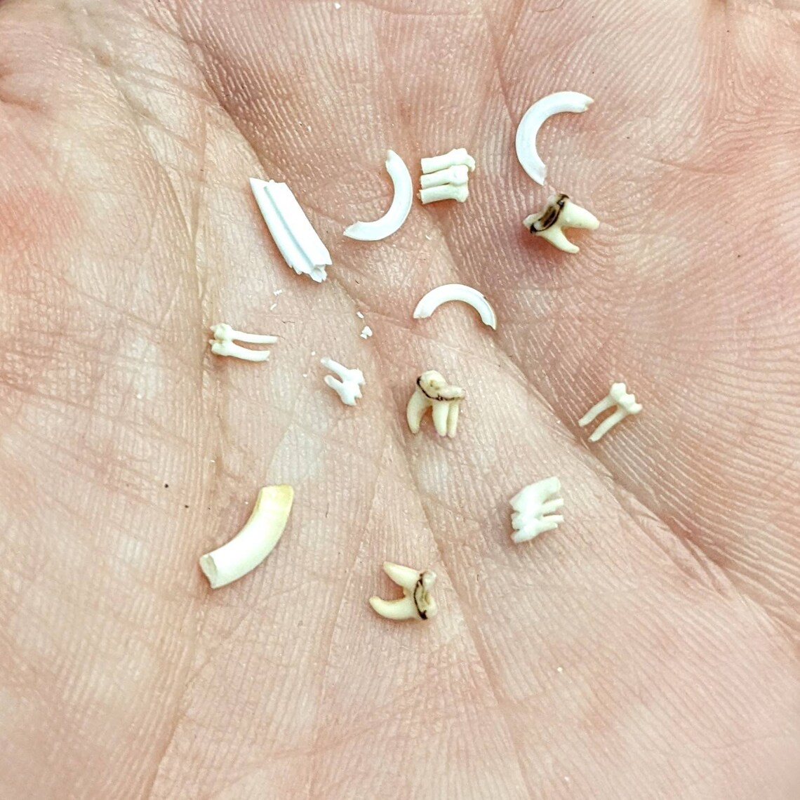 Rodent Teeth Real Small Animal Teeth All Kinds Small or Large - Etsy