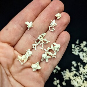 Rodent Vertebrae Real Small Animal Vertebrae Spine Bones Taxidermy ...