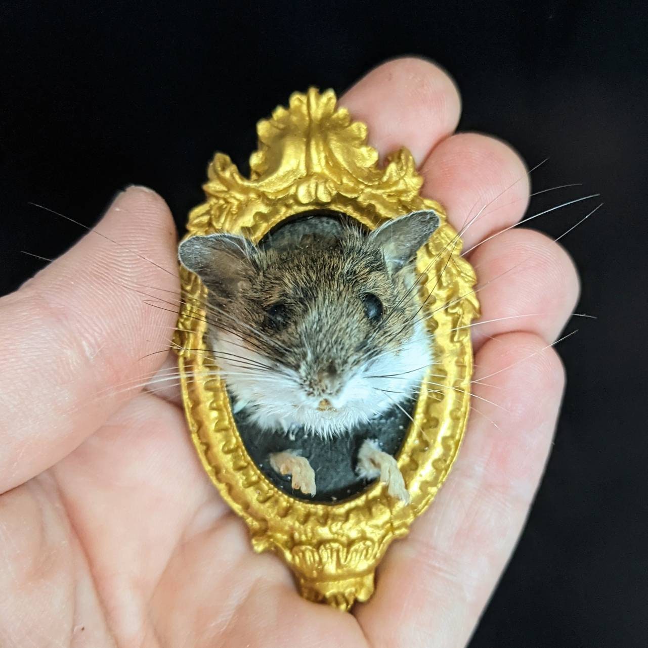 Taxidermy Mouse Head Mount Trophy Tiny Mouse With Paws / No - Etsy.de