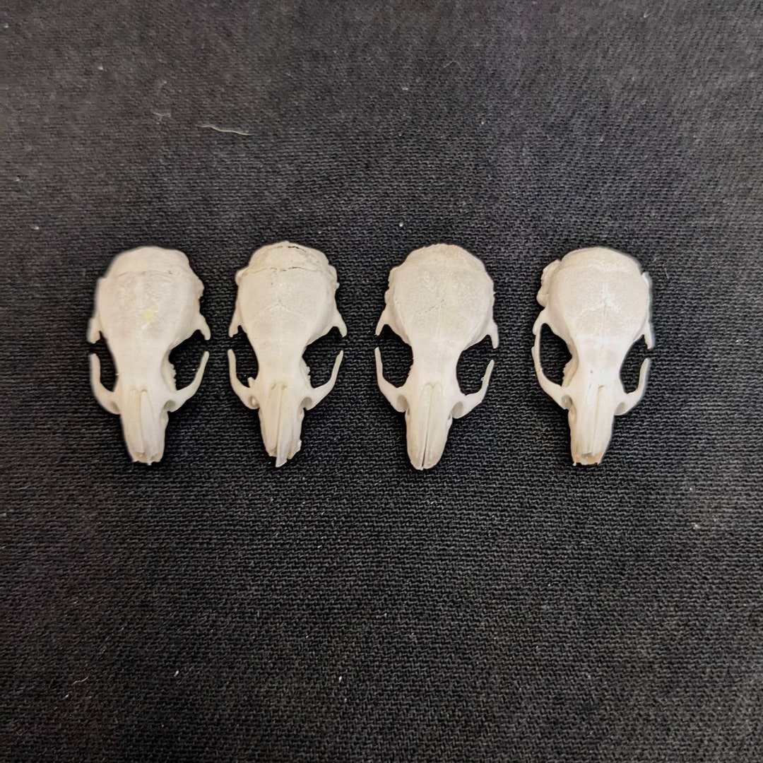 Mouse Skull Real Tiny Mouse Skulls Cleaned Whitened - Etsy