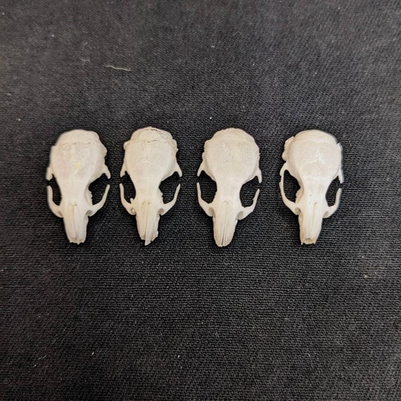Mouse Skull Real Tiny Mouse Skulls Cleaned Whitened | Etsy