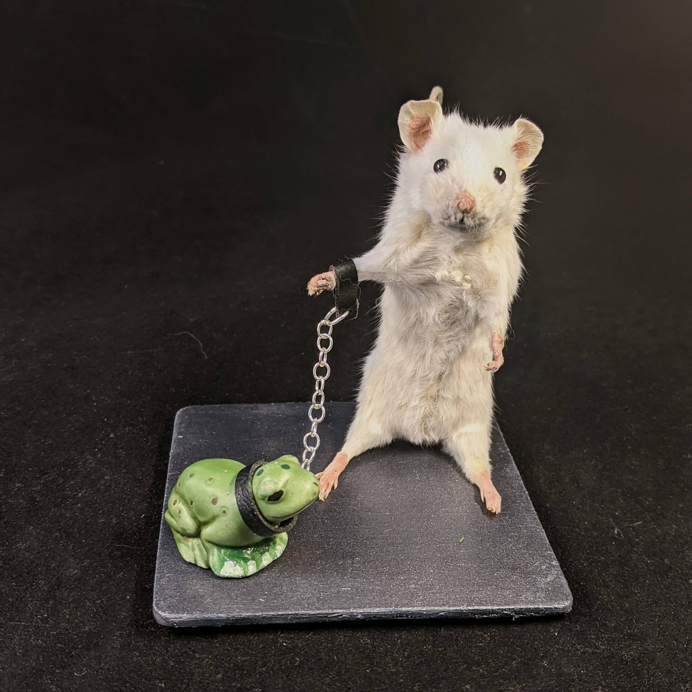 Taxidermy White Mouse Taking Their Pet for A Walk - Etsy