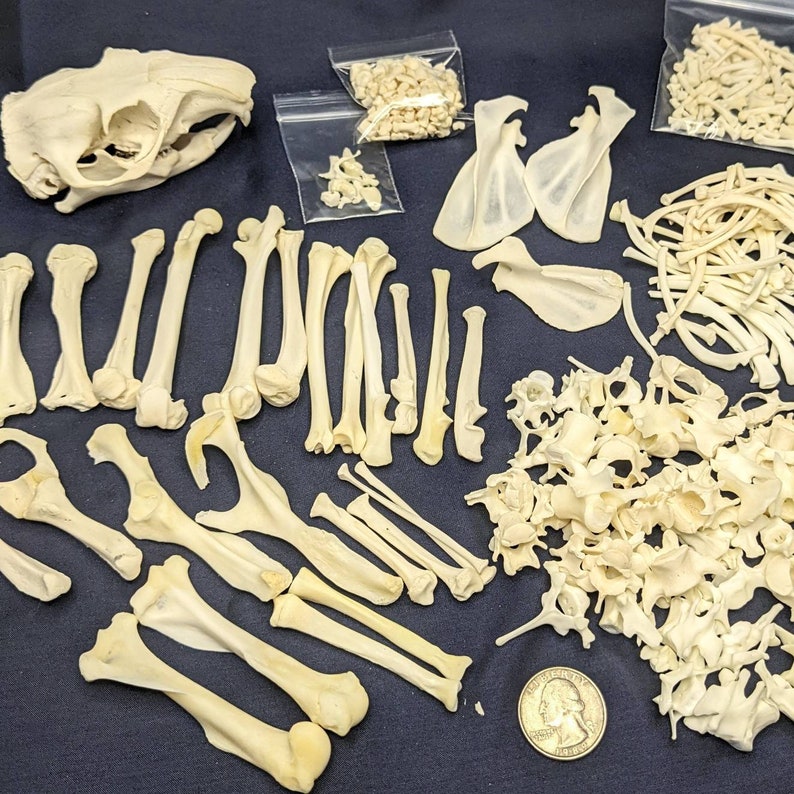 Groundhog Woodchuck Bones Full Skeletons Juvenile Adult Sold - Etsy