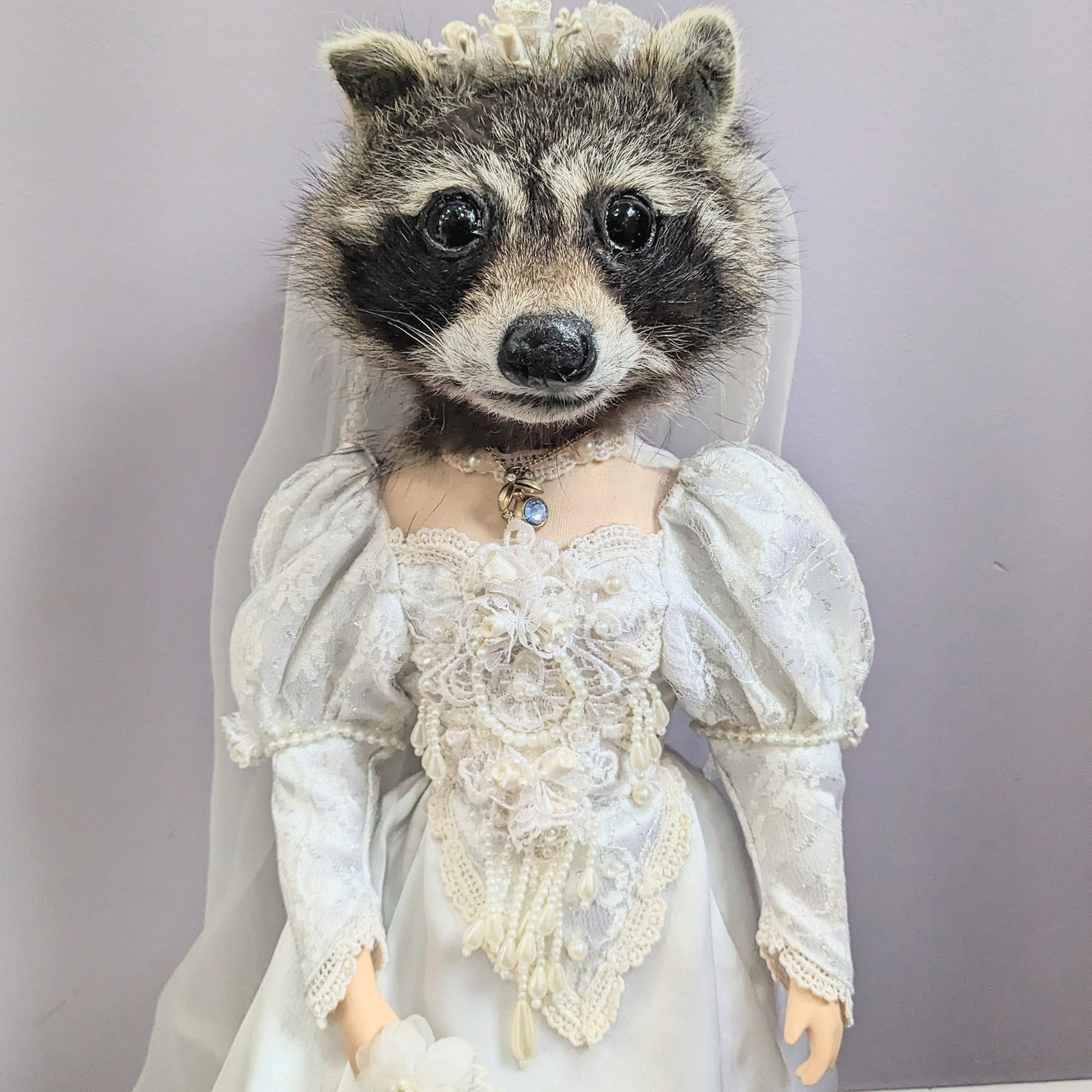 Raccoon Head Taxidermy