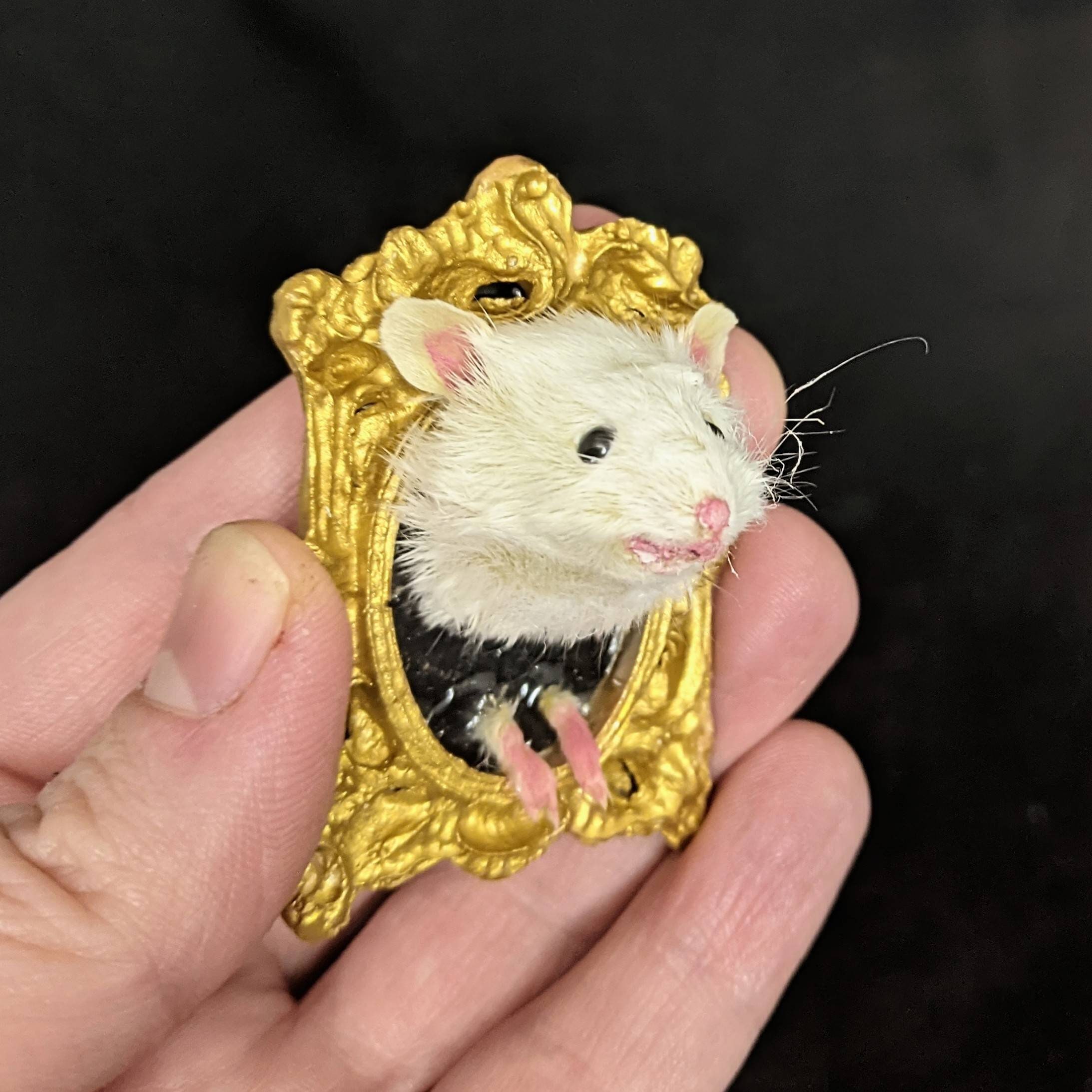 Taxidermy Mouse Head Mount Trophy Tiny Mouse With Paws / No - Etsy Canada