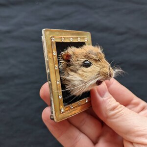 Taxidermy Mouse Head Mount Trophy Tiny Mouse / Hamster / Rat - Etsy