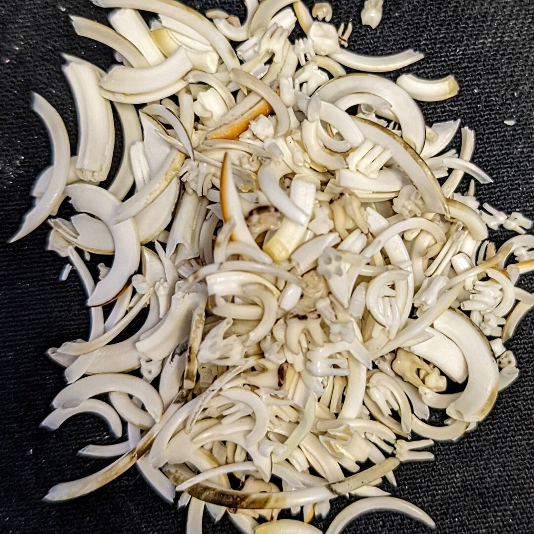 Rodent Teeth Real Small Animal Teeth All Kinds Small or Large Hamster ...