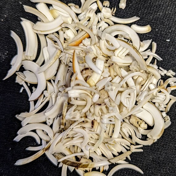 Rodent Teeth Real Small Animal Teeth All Kinds Small or Large - Etsy