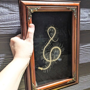 Snake Articulation in Vintage Shadowbox Copperhead Snake Skeleton Posed ...