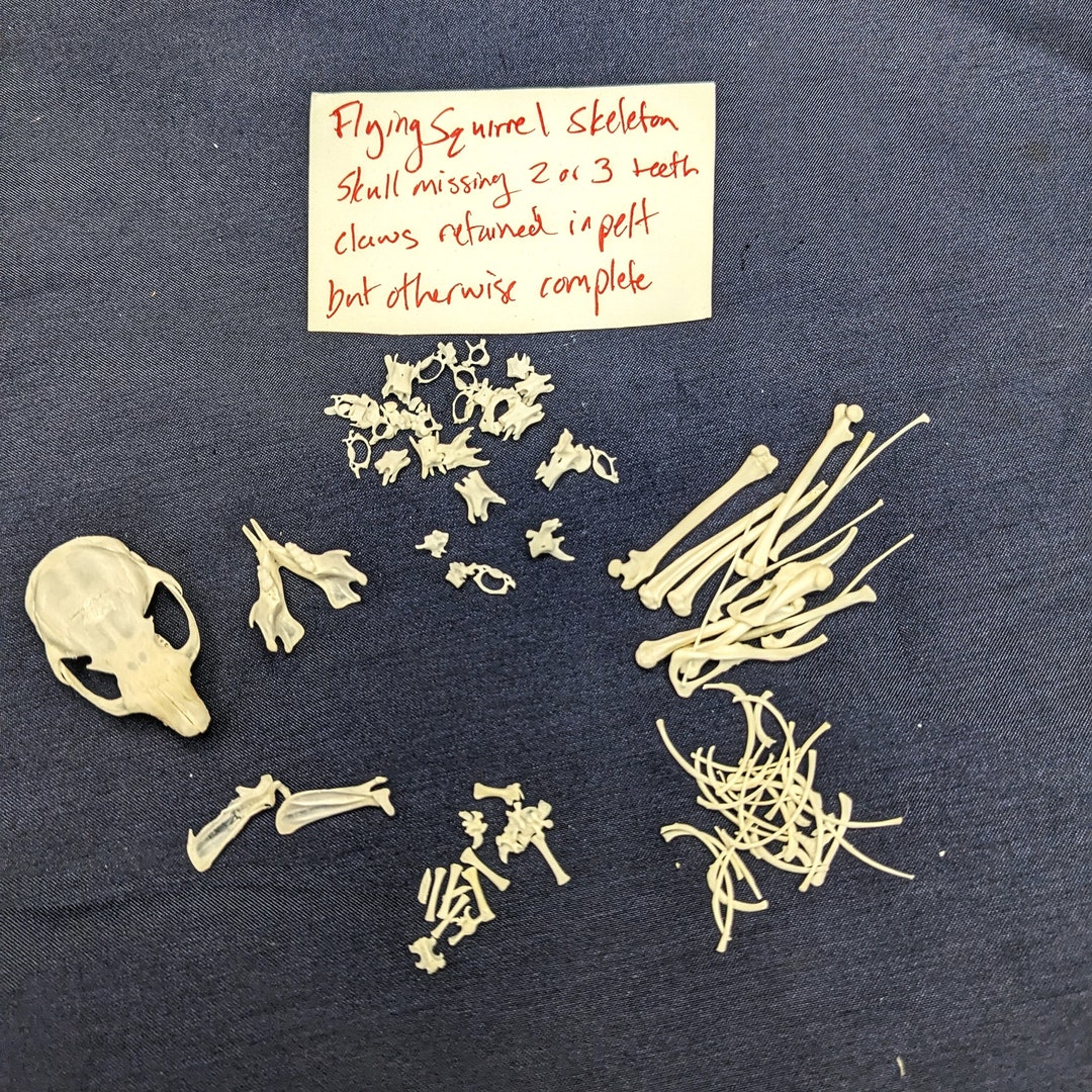 Flying Squirrel Skeleton Complete Ready for Articulation Cleaned ...