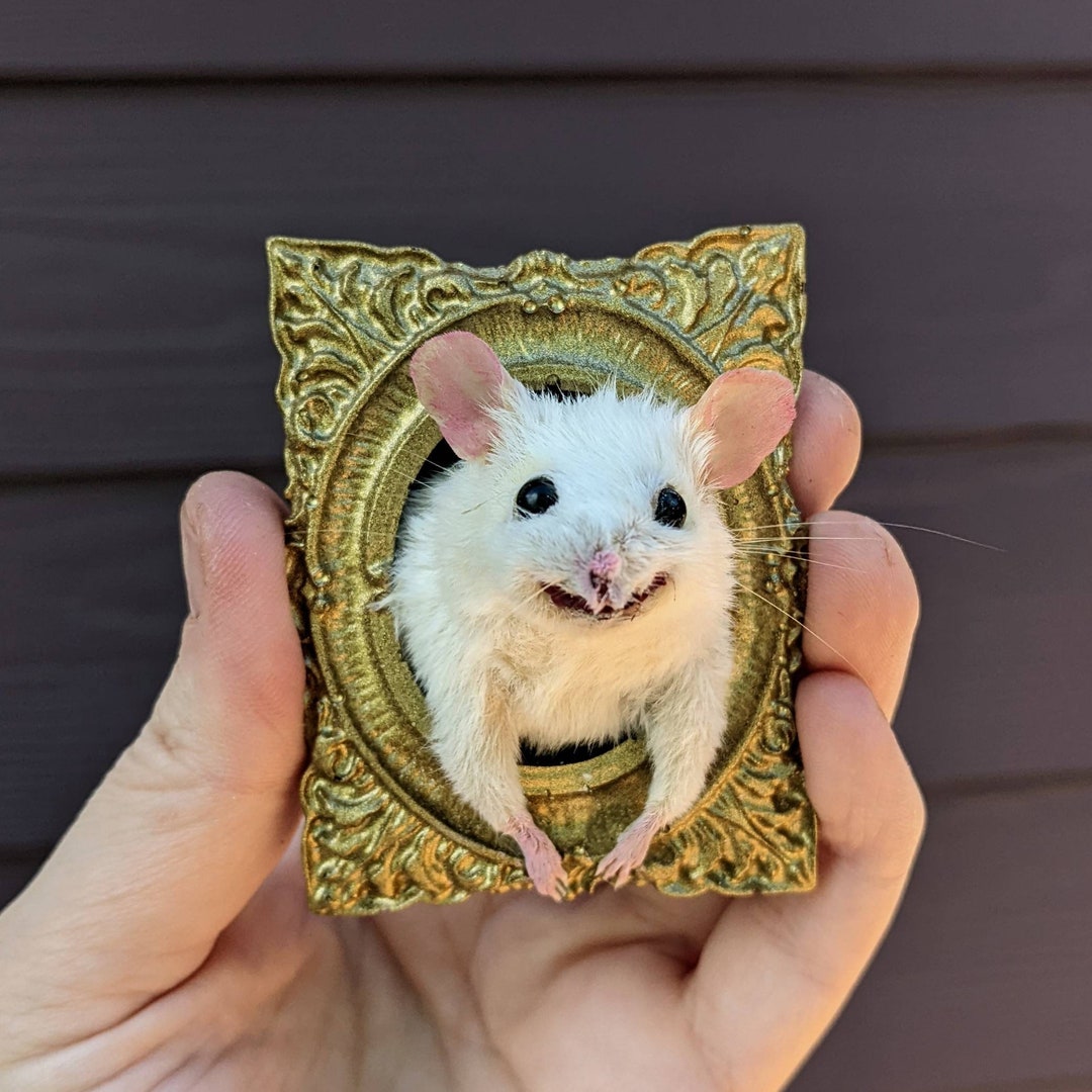 Taxidermy Mouse Head Mount Trophy Tiny Mouse Magnetic Victorian Black ...