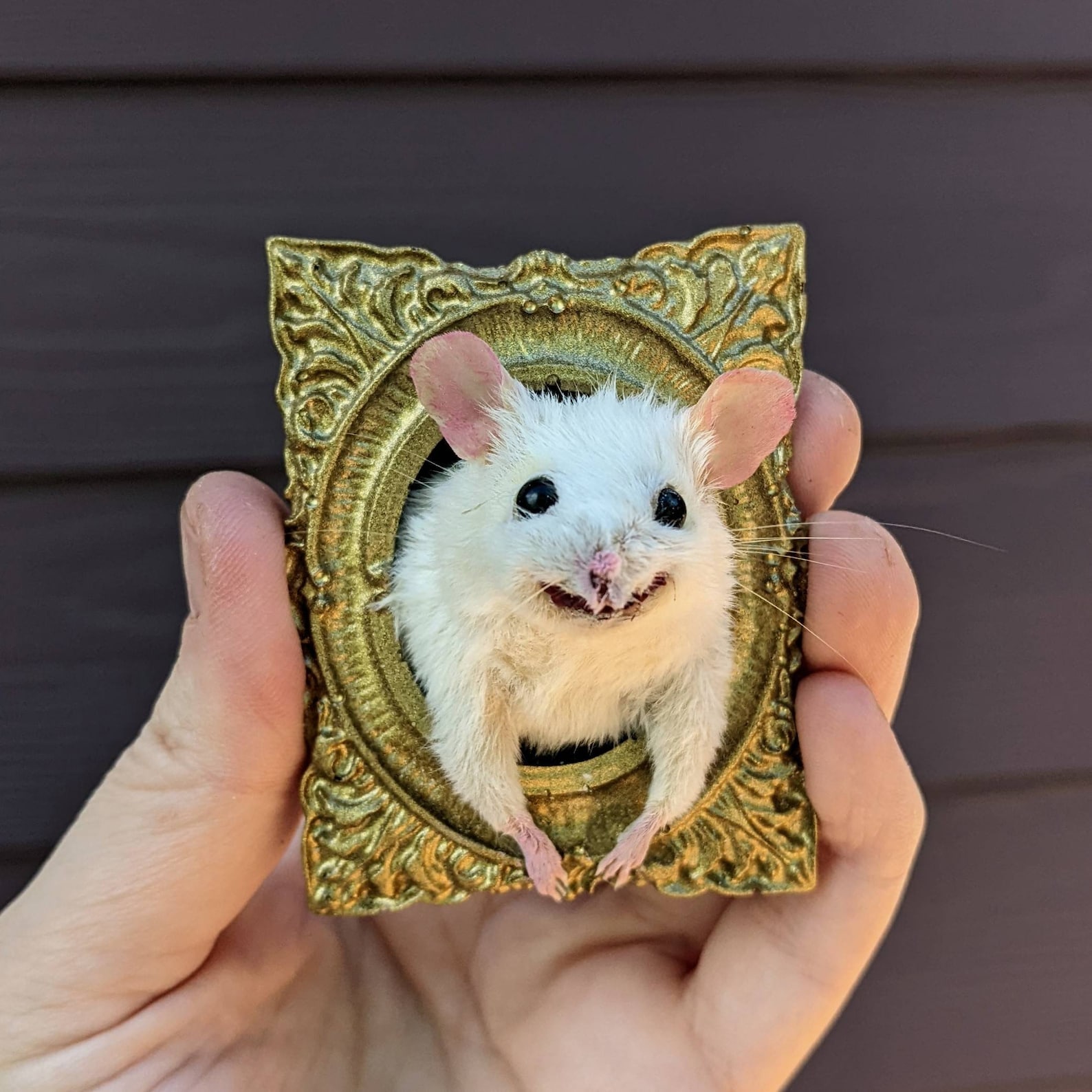 Taxidermy Mouse Head Mount Trophy Tiny Mouse Magnetic Victorian Black ...