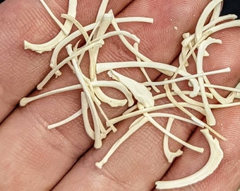 Animal Rib Bones - Etsy