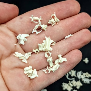 Rodent Vertebrae Real Small Animal Vertebrae Spine Bones Taxidermy ...