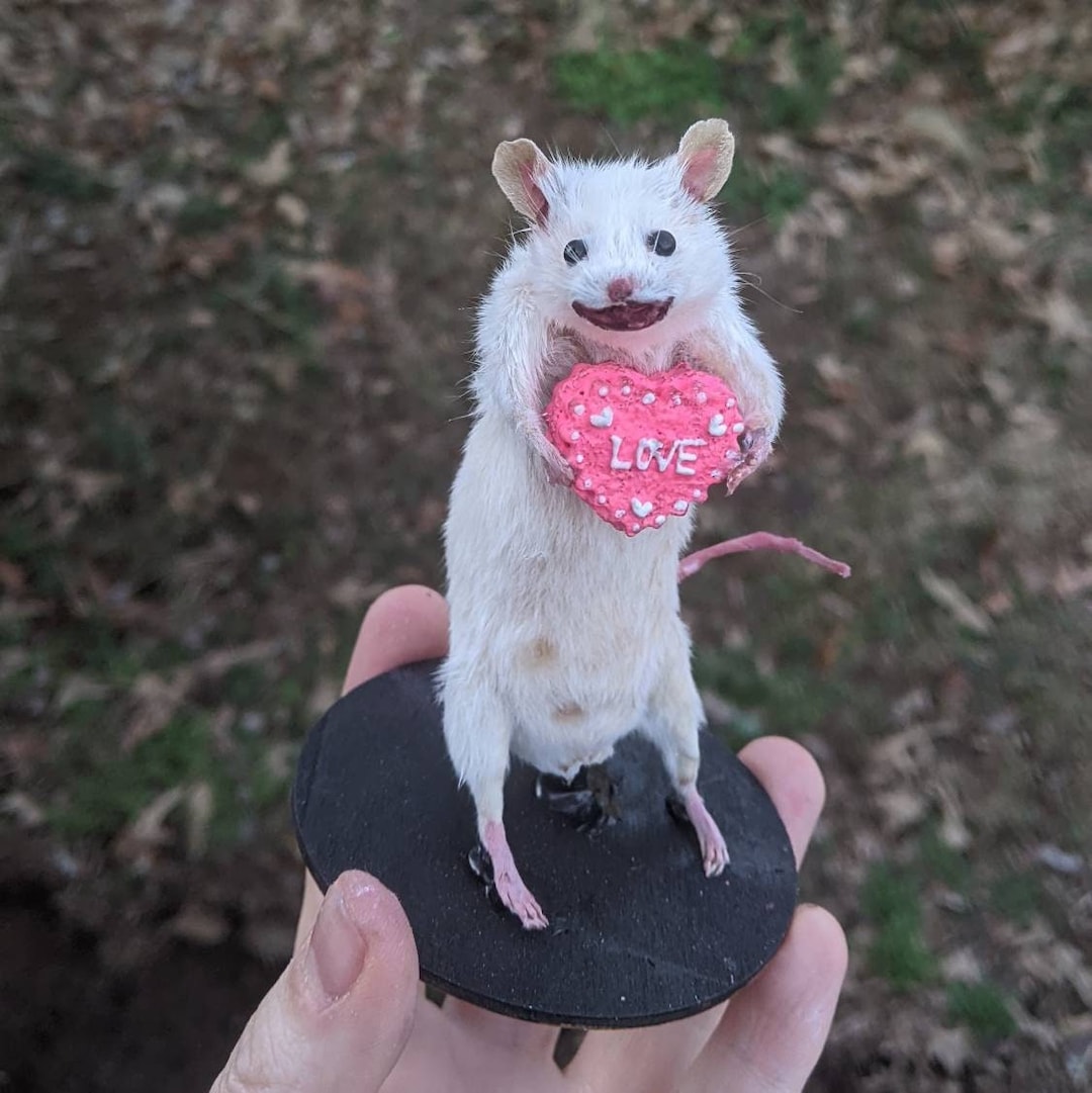 Taxidermy Mouse W/ Candy Love. Small Mouse Taxidermy Mount With ...