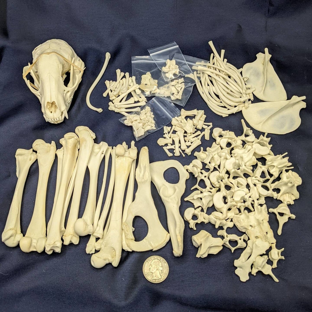 Raccoon Skeleton Bones Sold by Type Roadkill Cleaned Whitened Raccoon ...