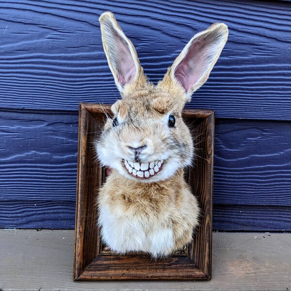 Smiling Rabbit - Etsy