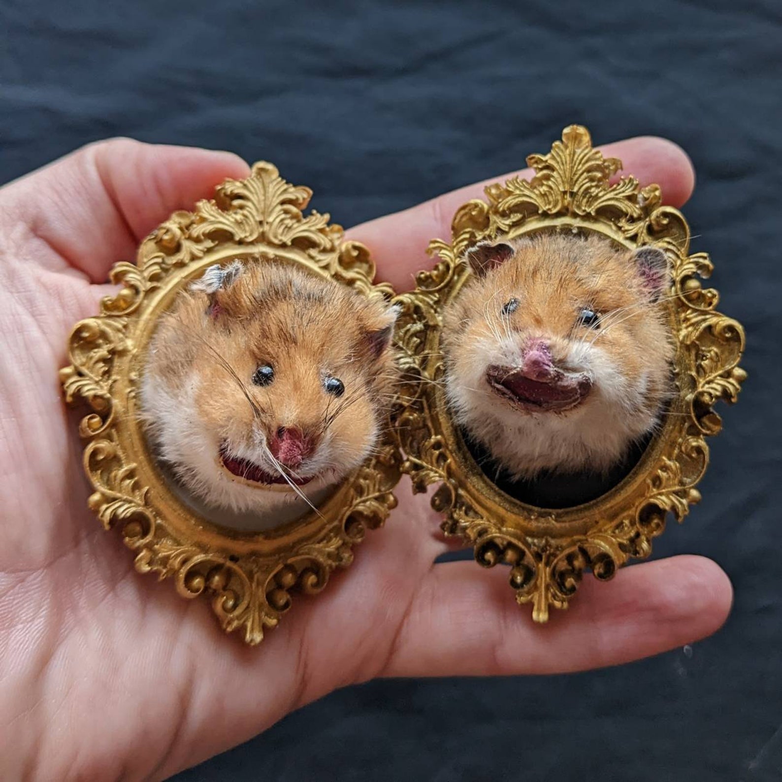 Taxidermy Mouse Head Mount Trophy Tiny Mouse / Hamster / - Etsy