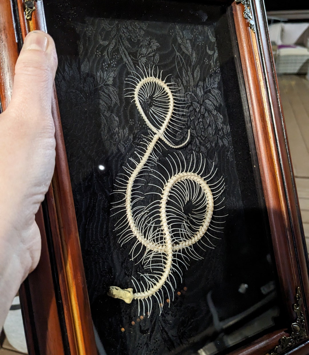 Snake Articulation in Vintage Shadowbox Copperhead Snake Skeleton Posed ...