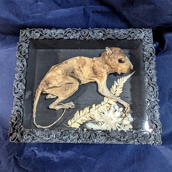 Mummified - Etsy