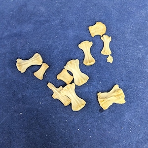 Opossum Skeleton Geriatric Bones Opossum Bones Skeleton Cleaned Animal ...