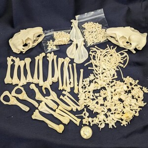 Groundhog Woodchuck Bones Full Skeletons Juvenile Adult Sold by Type ...