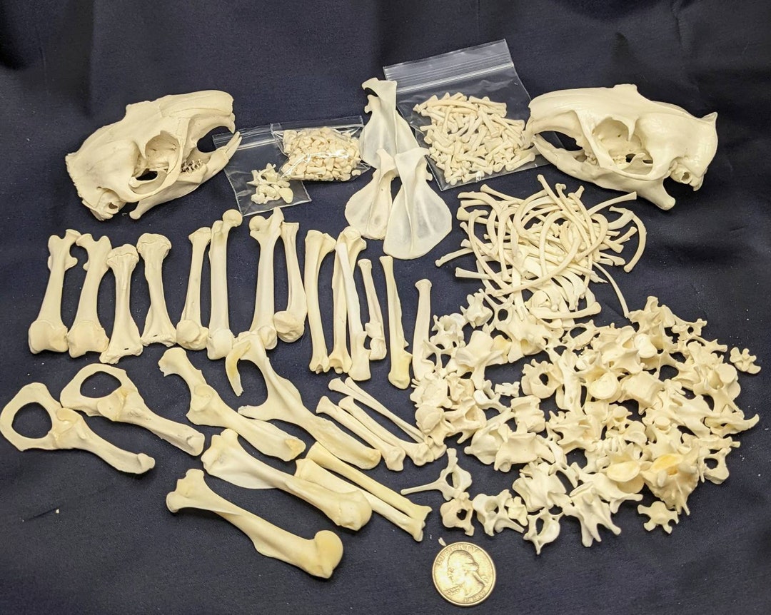 Groundhog Woodchuck Bones Full Skeletons Juvenile Adult Sold by Type ...