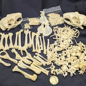 Groundhog Woodchuck Bones Full Skeletons Juvenile Adult Sold by Type ...
