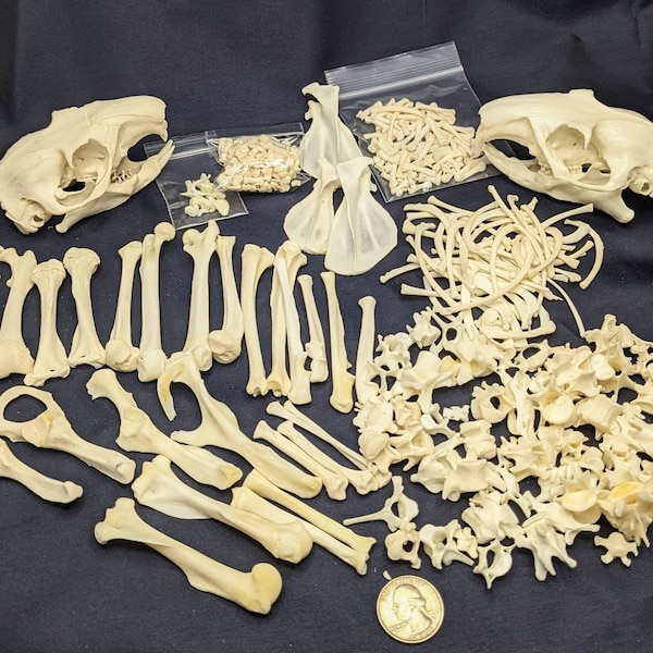 Animal Bones - Etsy
