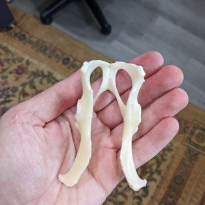 Groundhog Woodchuck Bones Full Skeletons Juvenile Adult Sold by Type ...