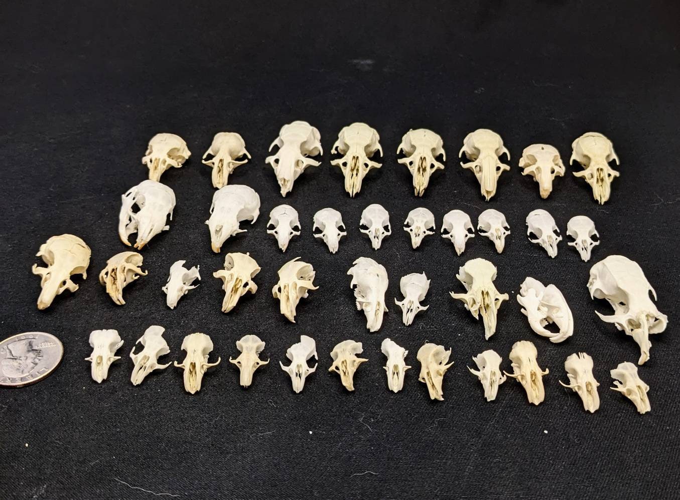 Tiny Skull Taxidermy Bones Rodent Skulls Cleaned & Whitened - Etsy