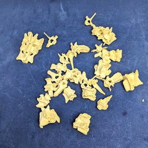 Opossum Skeleton Geriatric Bones Opossum Bones Skeleton Cleaned Animal ...