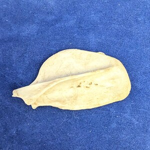 Opossum Skeleton Geriatric Bones Opossum Bones Skeleton Cleaned Animal ...