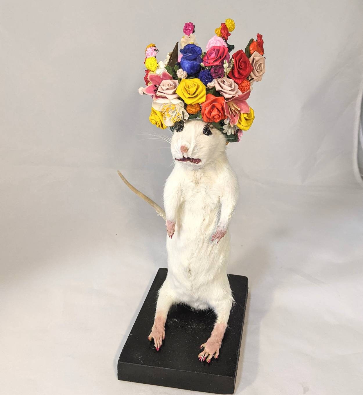 Rata de Midsommar. La Reina Rata. Grande Blanca Taxidermy | Etsy