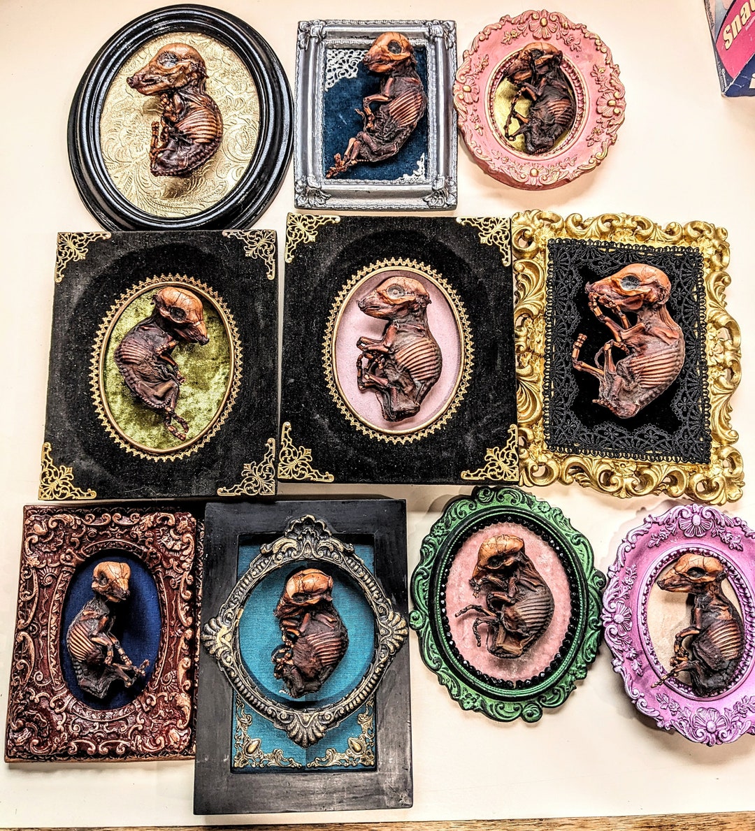 Mummified Piglet Taxidermy Art Bacon Seeds Dehydrated Preserved Pig ...