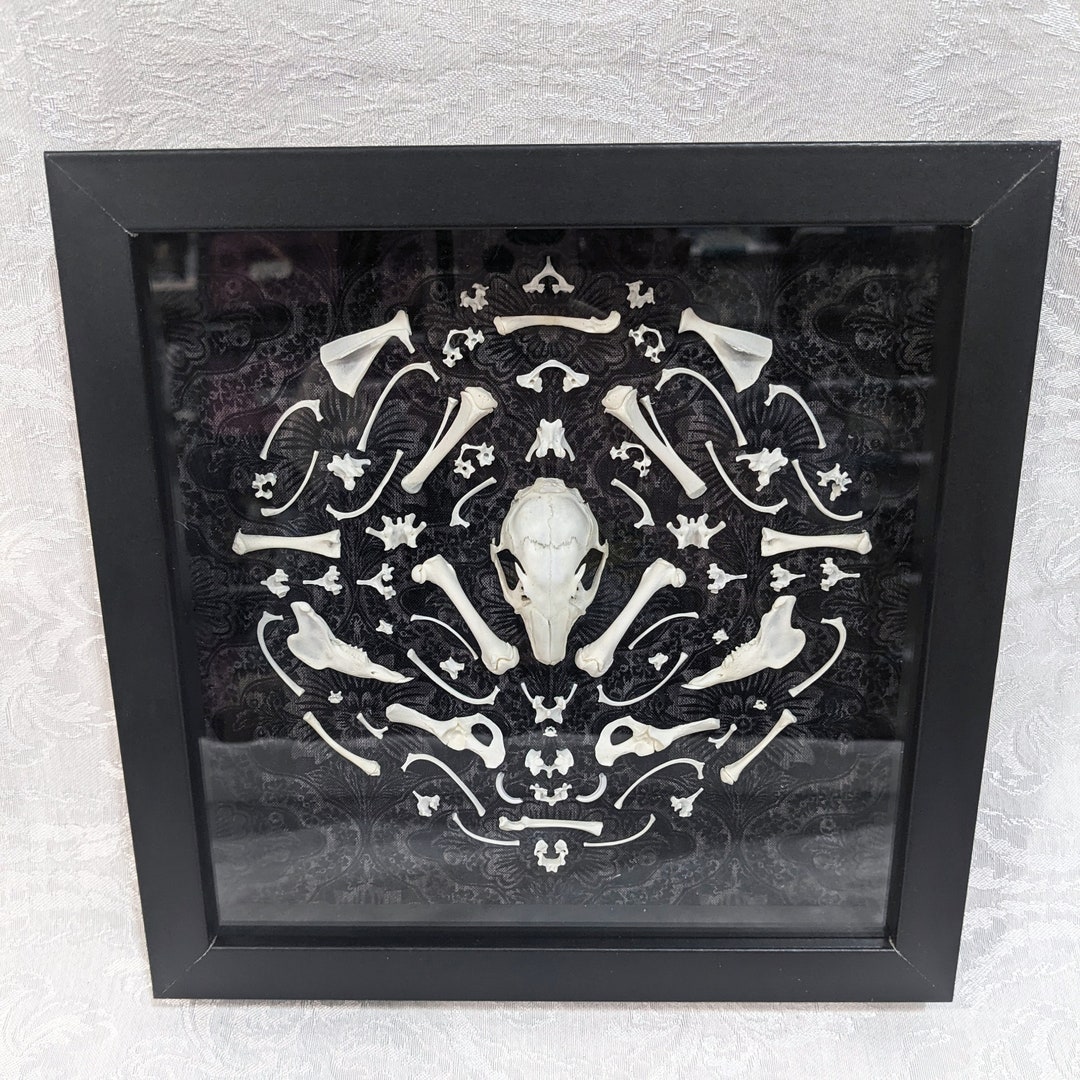 Bone Mandala in Shadowbox Juvenile Rabbit Bones Arranged on Black and ...