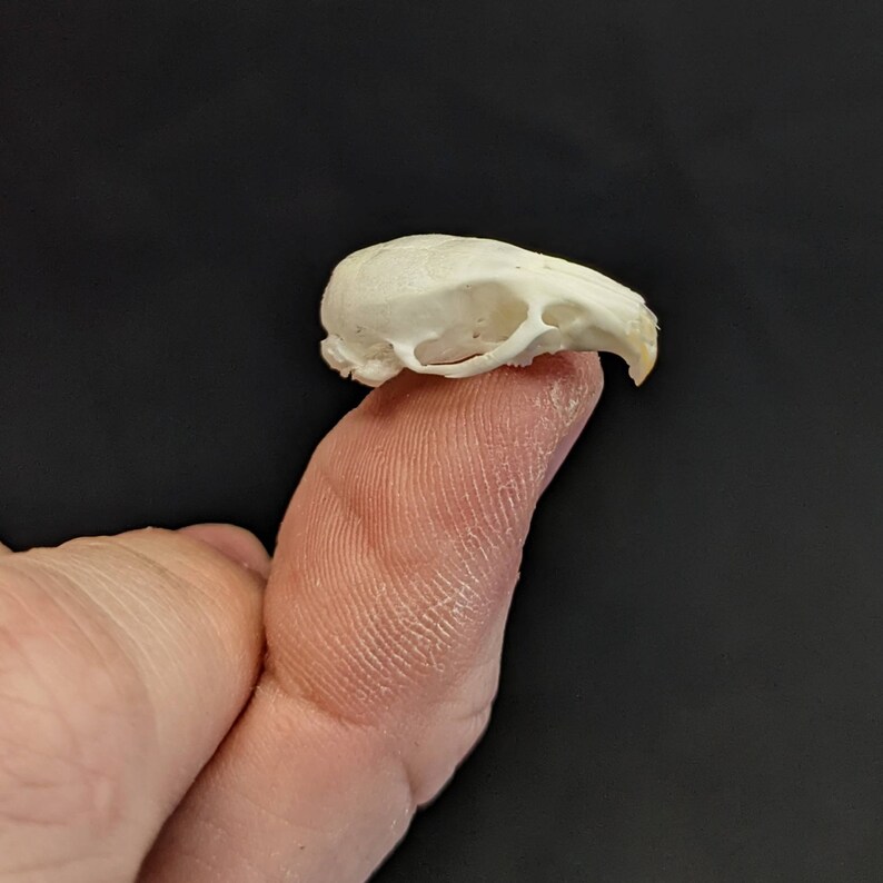 Mouse Skull Real Tiny Mouse Skulls Cleaned Whitened - Etsy