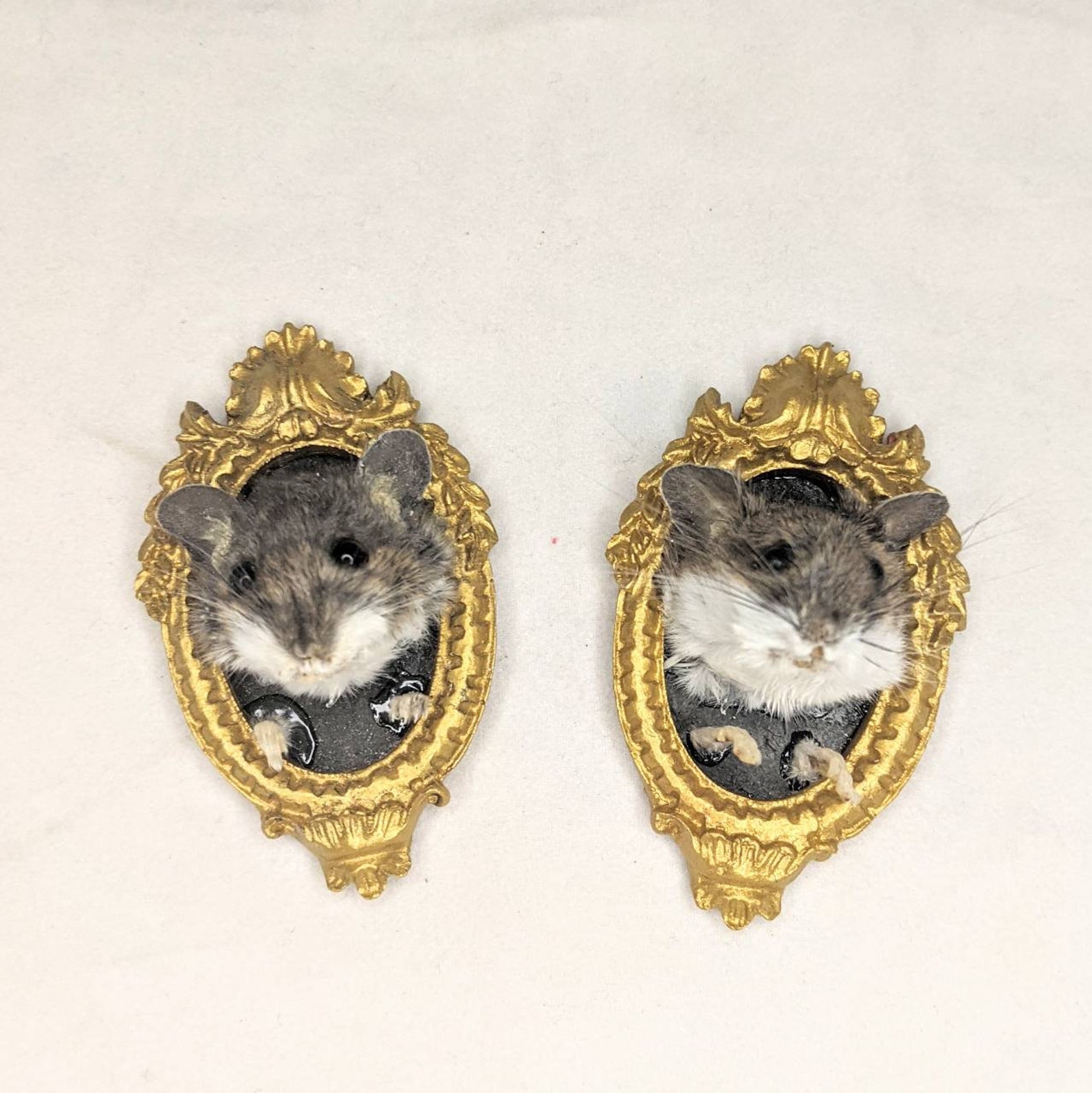 Taxidermy Mouse Head Mount Trophy. Tiny Mouse With Paws in | Etsy