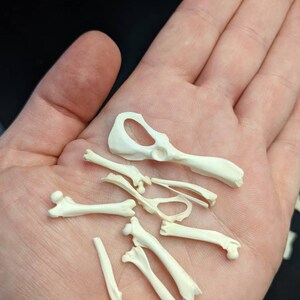 Animal Bones Leg Arm Hip Bones Rat Mouse Hamster Gerbil Squirrel Real ...