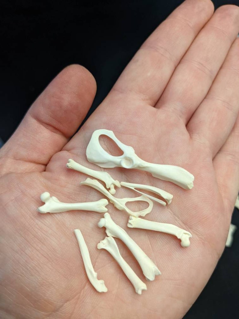 Animal Bones Leg Arm Hip Bones Rat Mouse Hamster Gerbil Real - Etsy