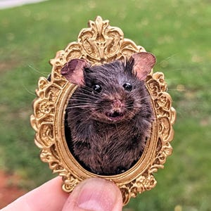 Taxidermy Mouse Head Mount Trophy Tiny Mouse Magnetic Victorian Black ...