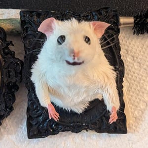 Taxidermy Mouse Head Mount Trophy Tiny Mouse Magnetic Victorian Black ...