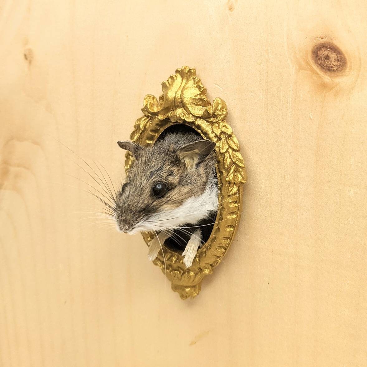 Taxidermy Mouse Head Mount Trophy Tiny Mouse With Paws / No - Etsy.de