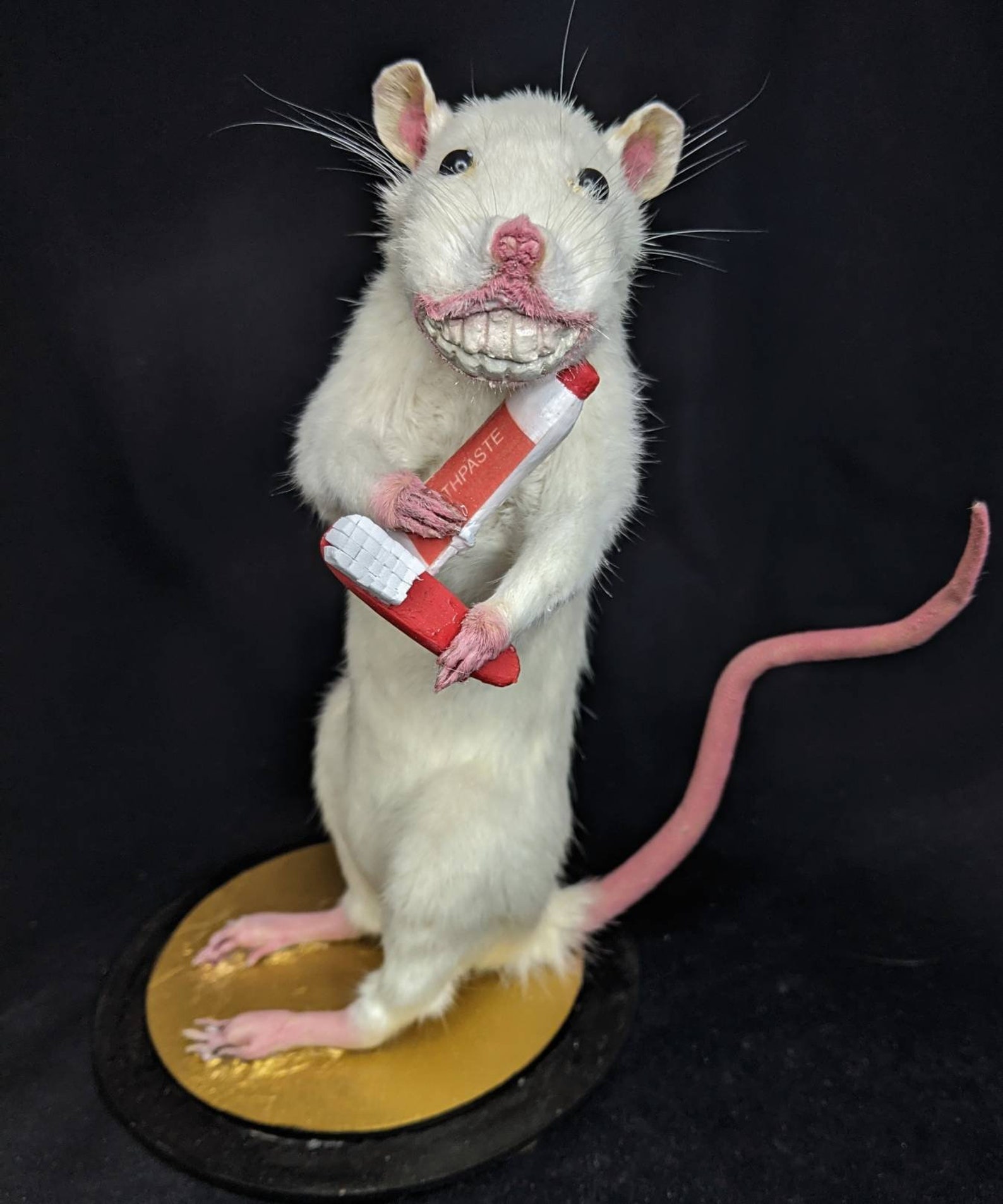 Taxidermy Rat W/ Pearly White Teeth. Made to Order Rat Mount | Etsy