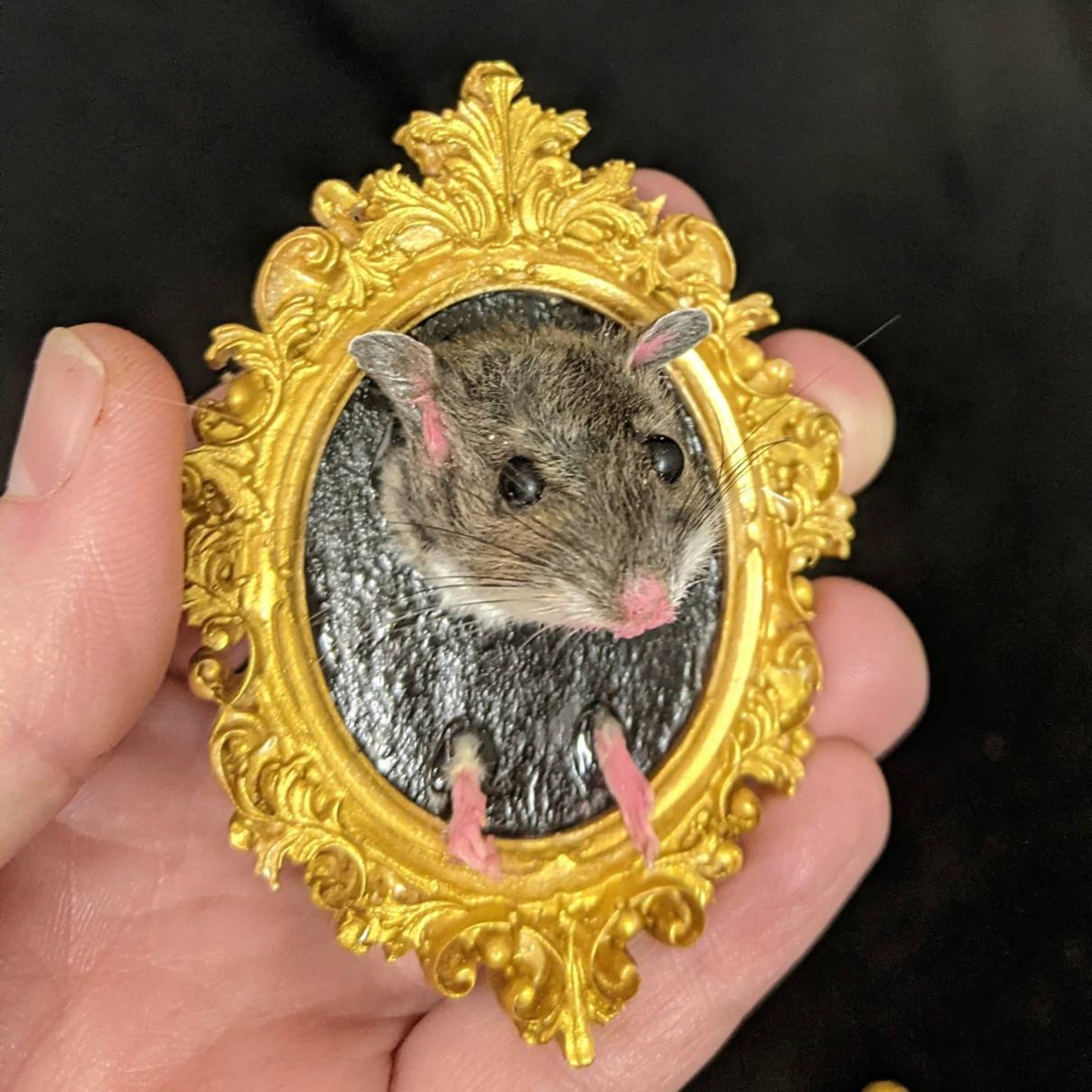 Taxidermy Mouse Head Mount Trophy. Tiny Mouse With Paws in | Etsy