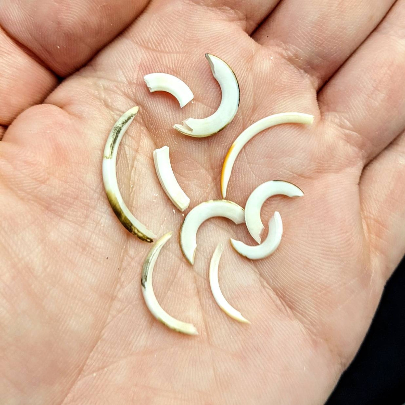 Rodent Teeth Real Small Animal Teeth All Kinds Small or Large - Etsy