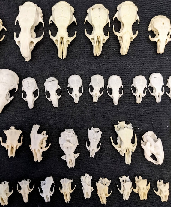 Small Animal Skeletons