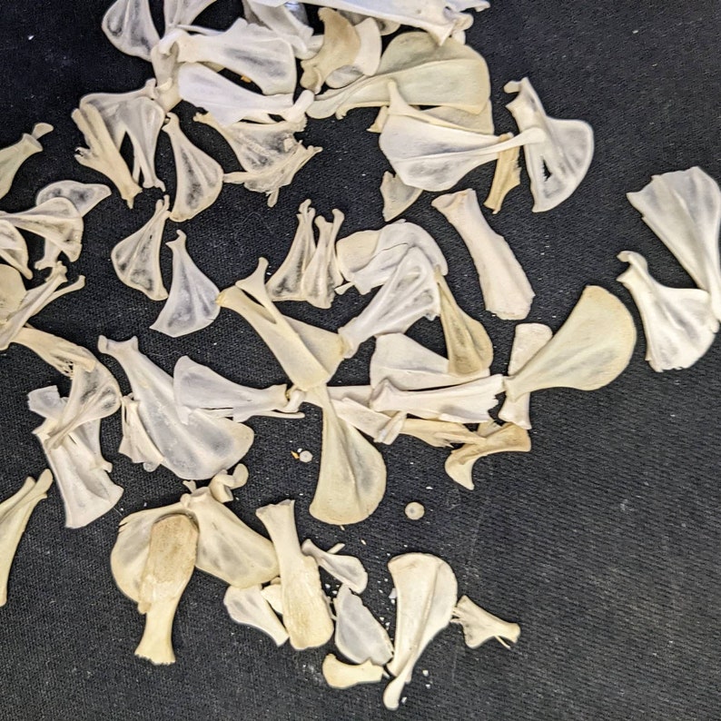 Animal Bones Rodent Scapula TINY Shoulder Blades Cleaned & - Etsy