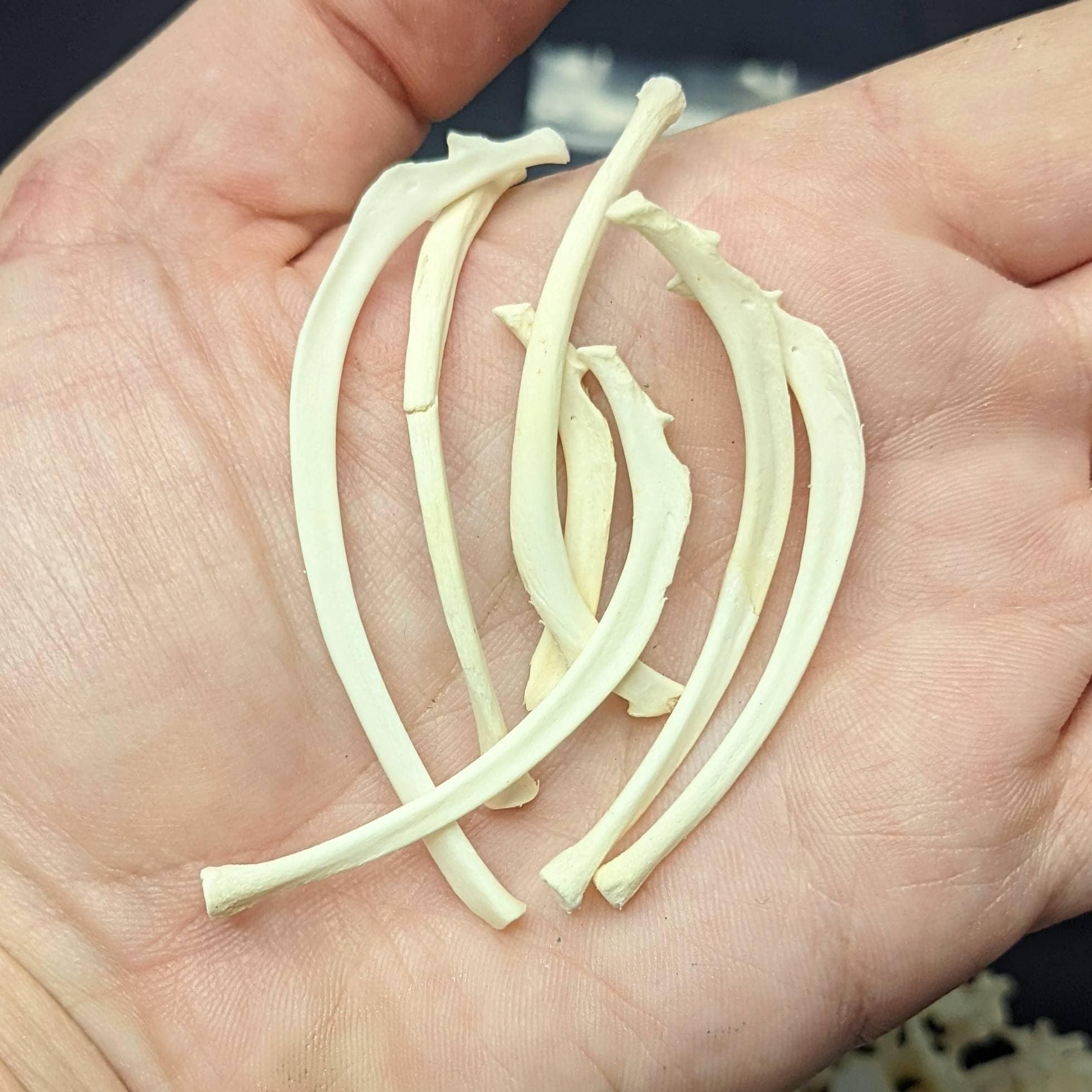 Groundhog Woodchuck Bones Full Skeletons Juvenile Adult Sold - Etsy