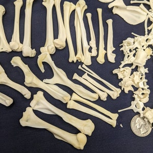 Groundhog Woodchuck Bones Full Skeletons Juvenile Adult Sold by Type ...